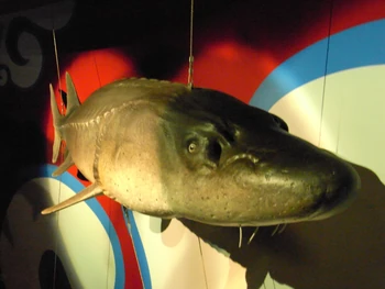 Cameron Lake monster | NatureRules1 Wiki | Fandom