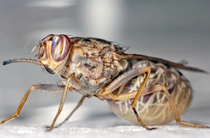Tsetse Fly | NatureRules1 Wiki | Fandom