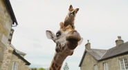 Masai Giraffe | NatureRules1 Wiki | Fandom