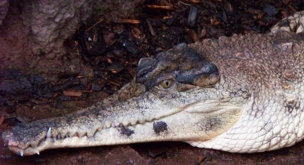 Slender-snouted Crocodile | NatureRules1 Wiki | Fandom
