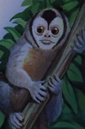 Grey-bellied Night Monkey | NatureRules1 Wiki | Fandom
