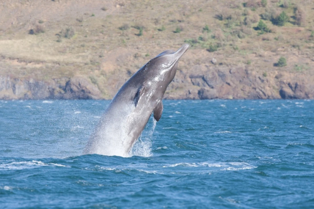 Northern Bottlenose Whale | NatureRules1 Wiki | Fandom
