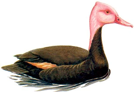 Pink-headed Duck | NatureRules1 Wiki | Fandom