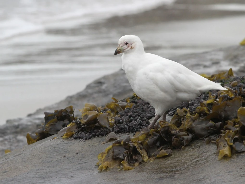 Snowy Sheathbill | NatureRules1 Wiki | Fandom