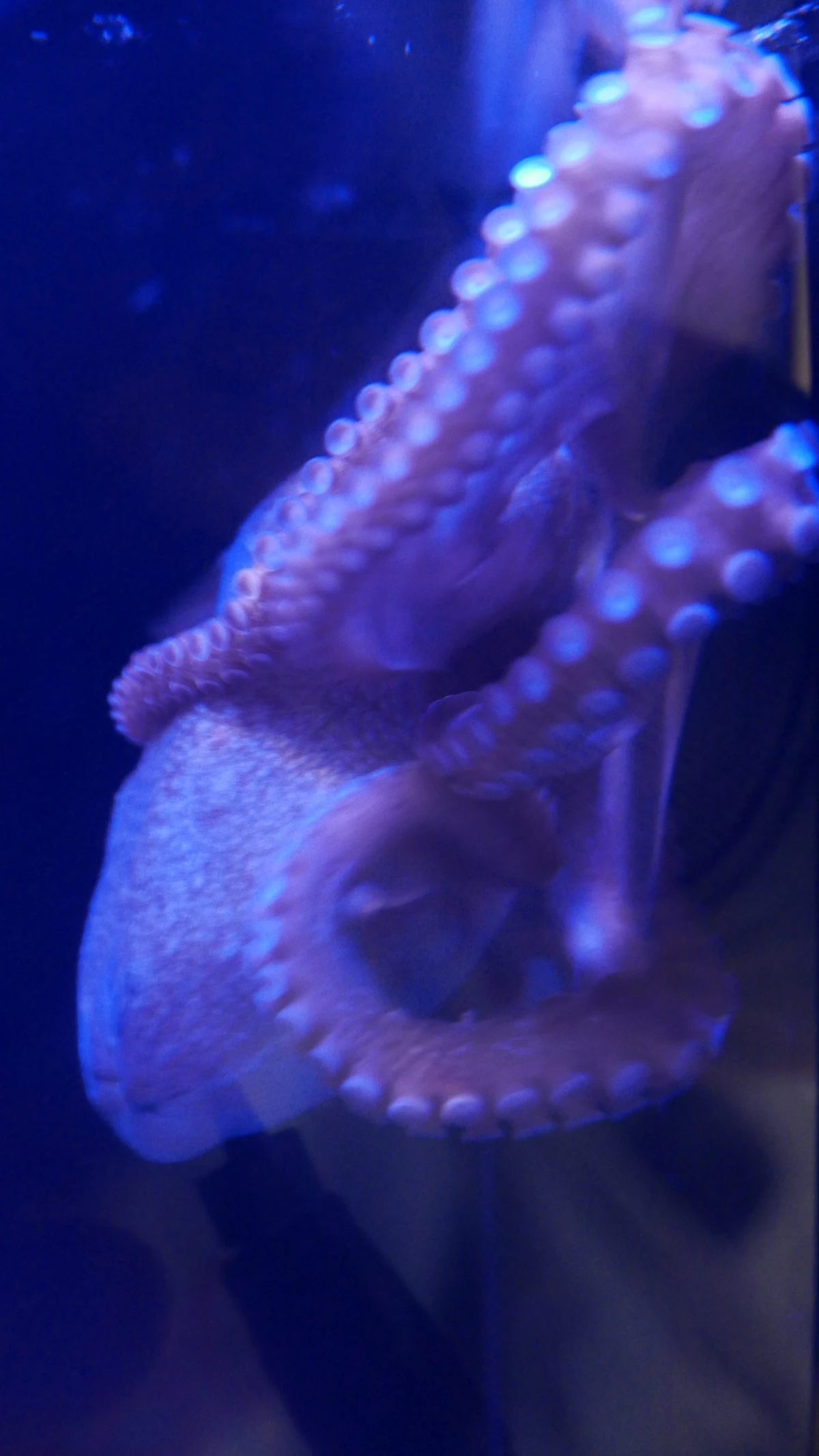 East Pacific Red Octopus | NatureRules1 Wiki | Fandom