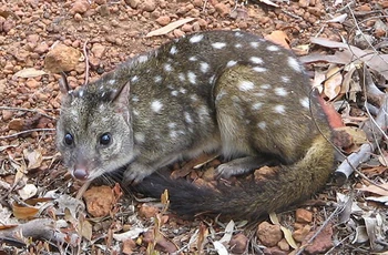 Western Quoll | NatureRules1 Wiki | Fandom