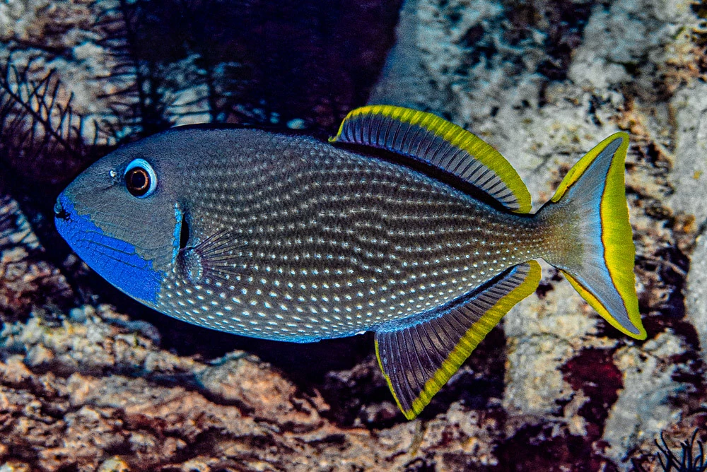 Gilded Triggerfish | NatureRules1 Wiki | Fandom