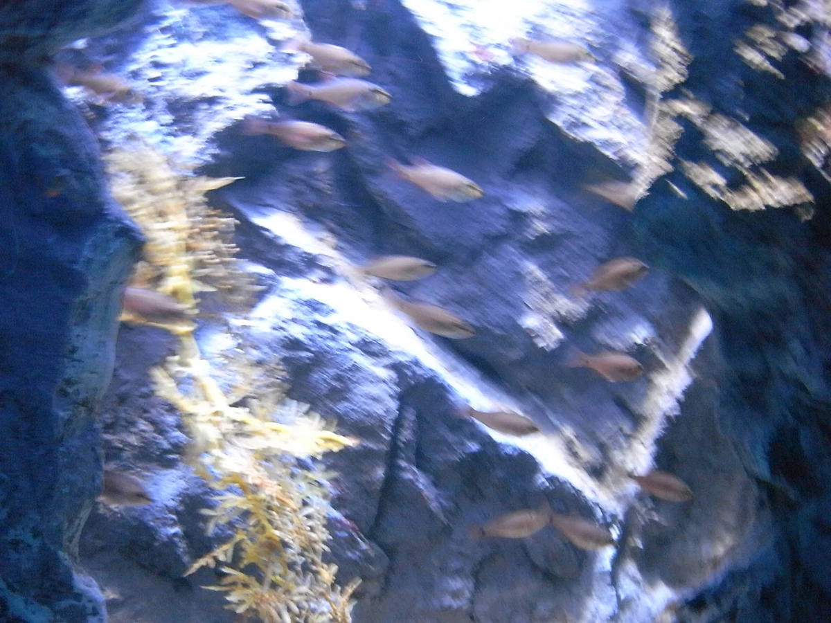 Half-lined Cardinalfish | NatureRules1 Wiki | Fandom