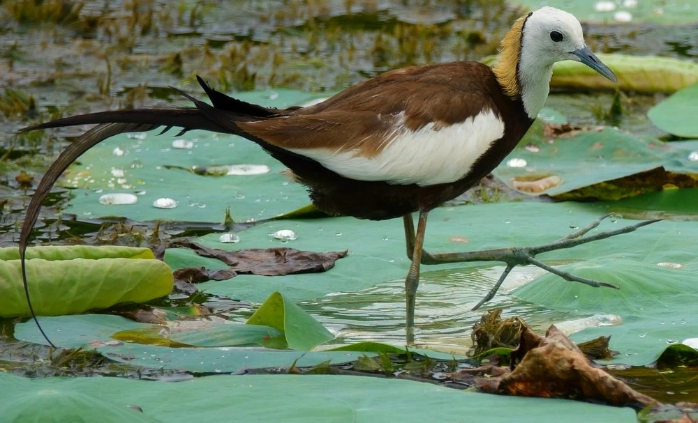Pheasant-tailed Jacana | NatureRules1 Wiki | Fandom