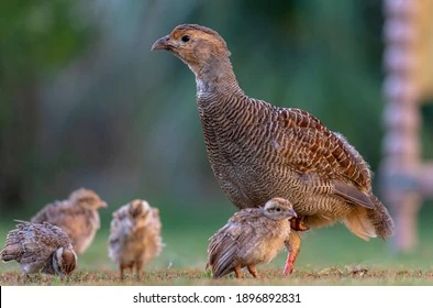 Grey Francolin | NatureRules1 Wiki | Fandom