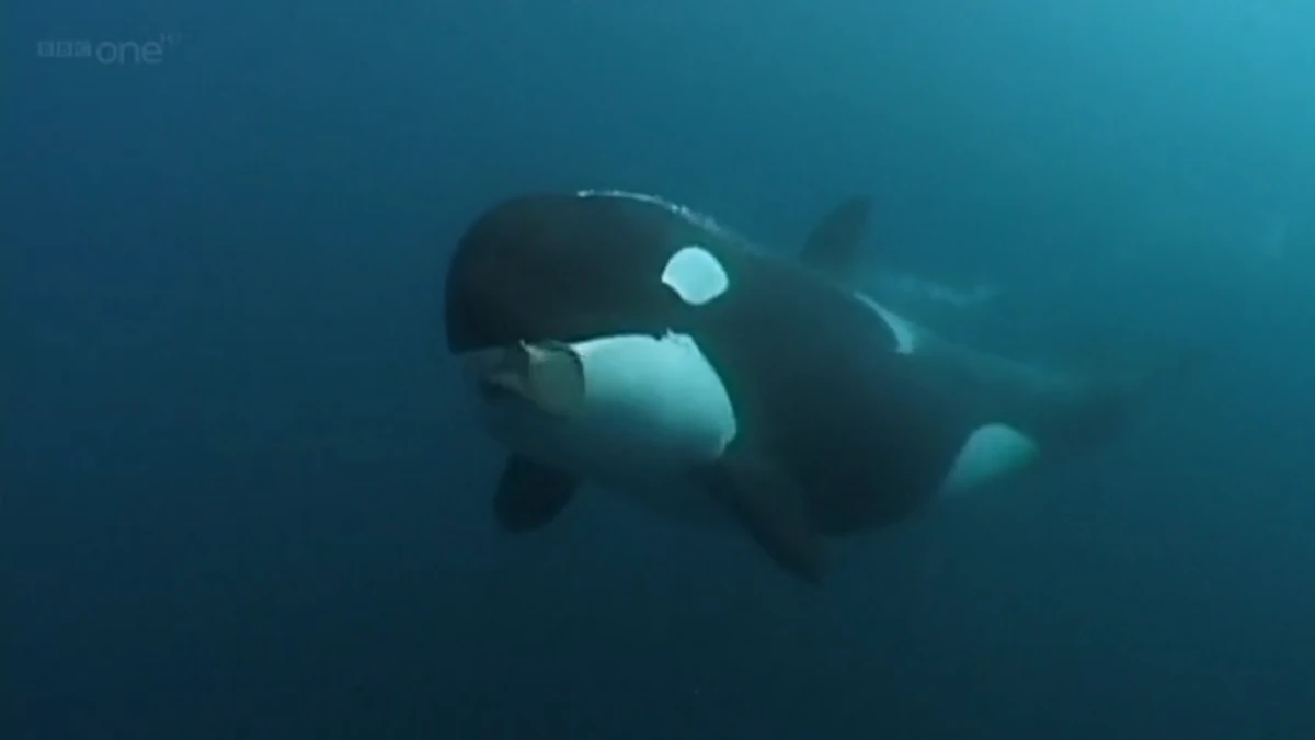 Ocean Life Dictionary | NatureRules1 Wiki | Fandom