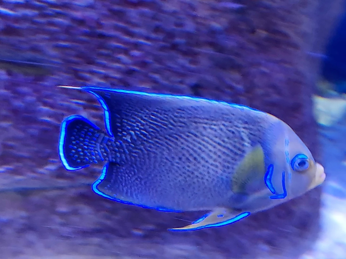 Semicircle Angelfish | NatureRules1 Wiki | Fandom