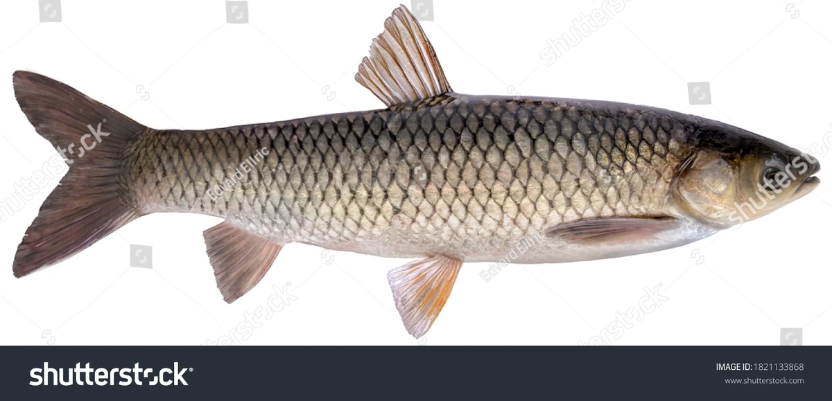 Grass Carp | NatureRules1 Wiki | Fandom