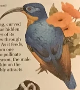 Common Sunbird-asity | NatureRules1 Wiki | Fandom