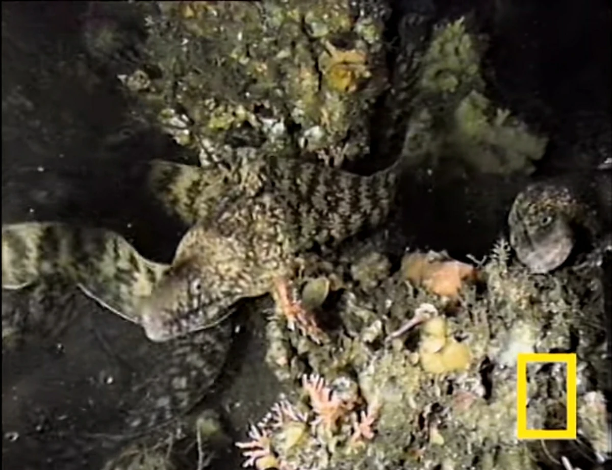 Seto Inland Sea (Osaka Aquarium Kaiyukan) | NatureRules1 Wiki | Fandom