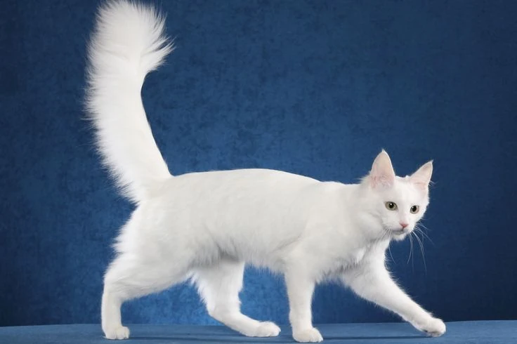 Turkish Angora Cat | NatureRules1 Wiki | Fandom
