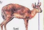 Suni | NatureRules1 Wiki | Fandom