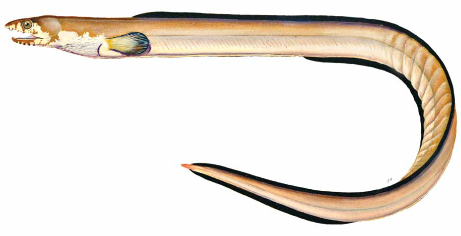 Yellow Snake-eel | NatureRules1 Wiki | Fandom