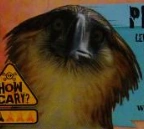 Winged Sanctuary | NatureRules1 Wiki | Fandom