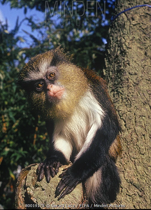 Crested Mona Monkey | NatureRules1 Wiki | Fandom