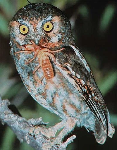 Elf Owl | NatureRules1 Wiki | Fandom
