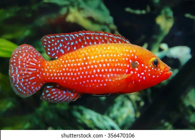 African Jewelfish | NatureRules1 Wiki | Fandom
