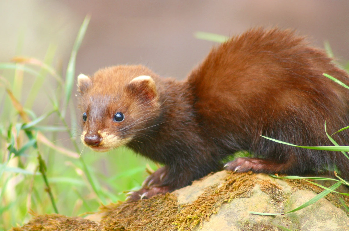 European Mink | NatureRules1 Wiki | Fandom
