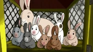 Domestic Rabbit | NatureRules1 Wiki | Fandom