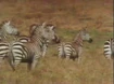 Fantastic World of Animals Animals Alphabet | NatureRules1 Wiki | Fandom