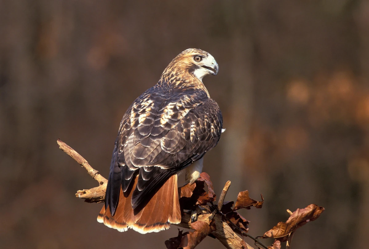 Red-tailed Hawk | NatureRules1 Wiki | Fandom