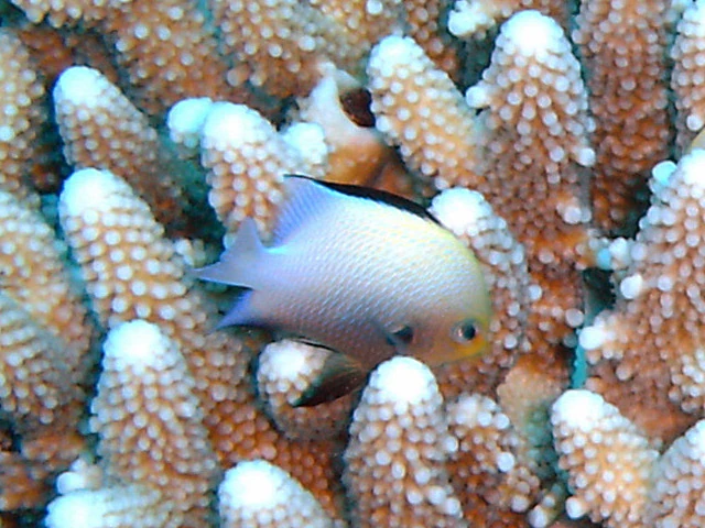 Red Sea Dascyllus | NatureRules1 Wiki | Fandom