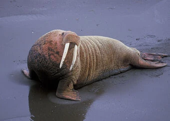 Pacific Walrus | NatureRules1 Wiki | Fandom