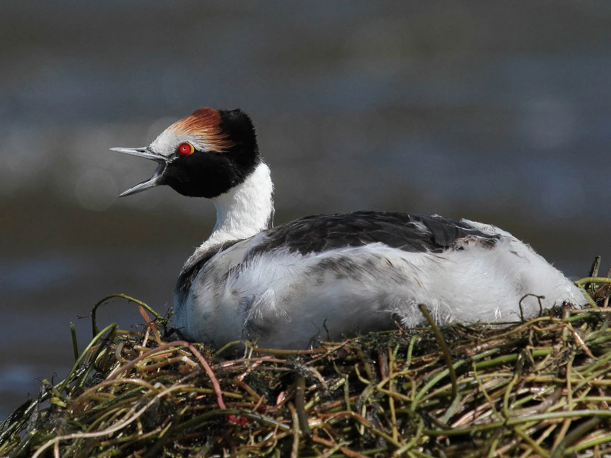 Hooded Grebe | NatureRules1 Wiki | Fandom