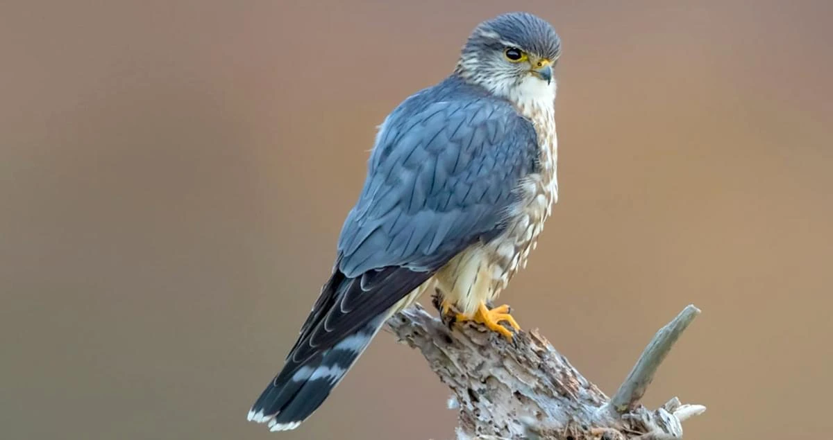 Merlin | NatureRules1 Wiki | Fandom