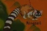 Ringtail | NatureRules1 Wiki | Fandom