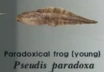 Paradoxical Frog | NatureRules1 Wiki | Fandom