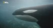 Really Wild Animals | NatureRules1 Wiki | Fandom