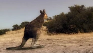 Procoptodon | NatureRules1 Wiki | Fandom