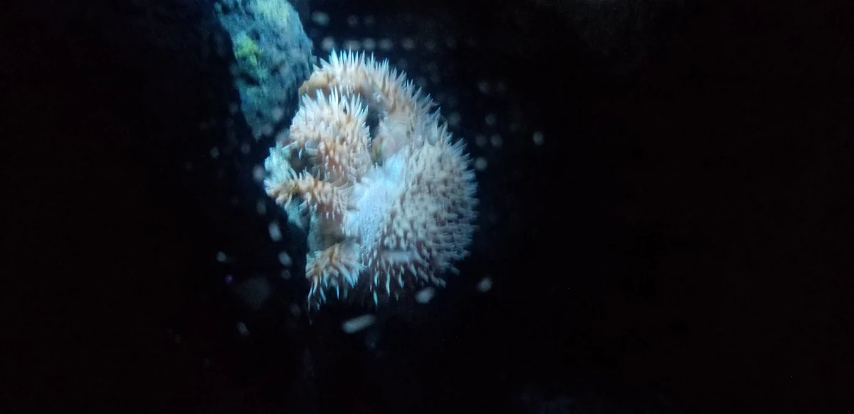 Paralomis Histrix | NatureRules1 Wiki | Fandom