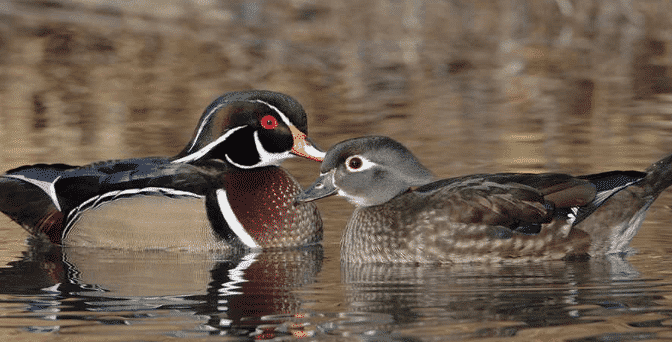 Wood Duck | NatureRules1 Wiki | Fandom