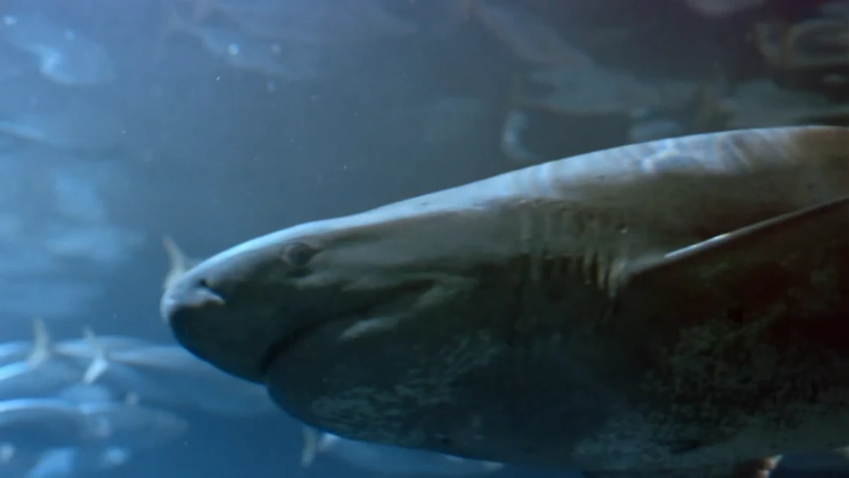 List of Species in Search for the Great Sharks | NatureRules1 Wiki | Fandom