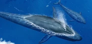 Blue Whale | NatureRules1 Wiki | Fandom