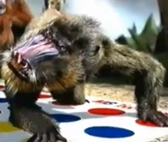 Mandrill | NatureRules1 Wiki | Fandom