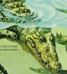 Orinoco Crocodile | NatureRules1 Wiki | Fandom