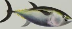 Atlantic Bluefin Tuna | NatureRules1 Wiki | Fandom