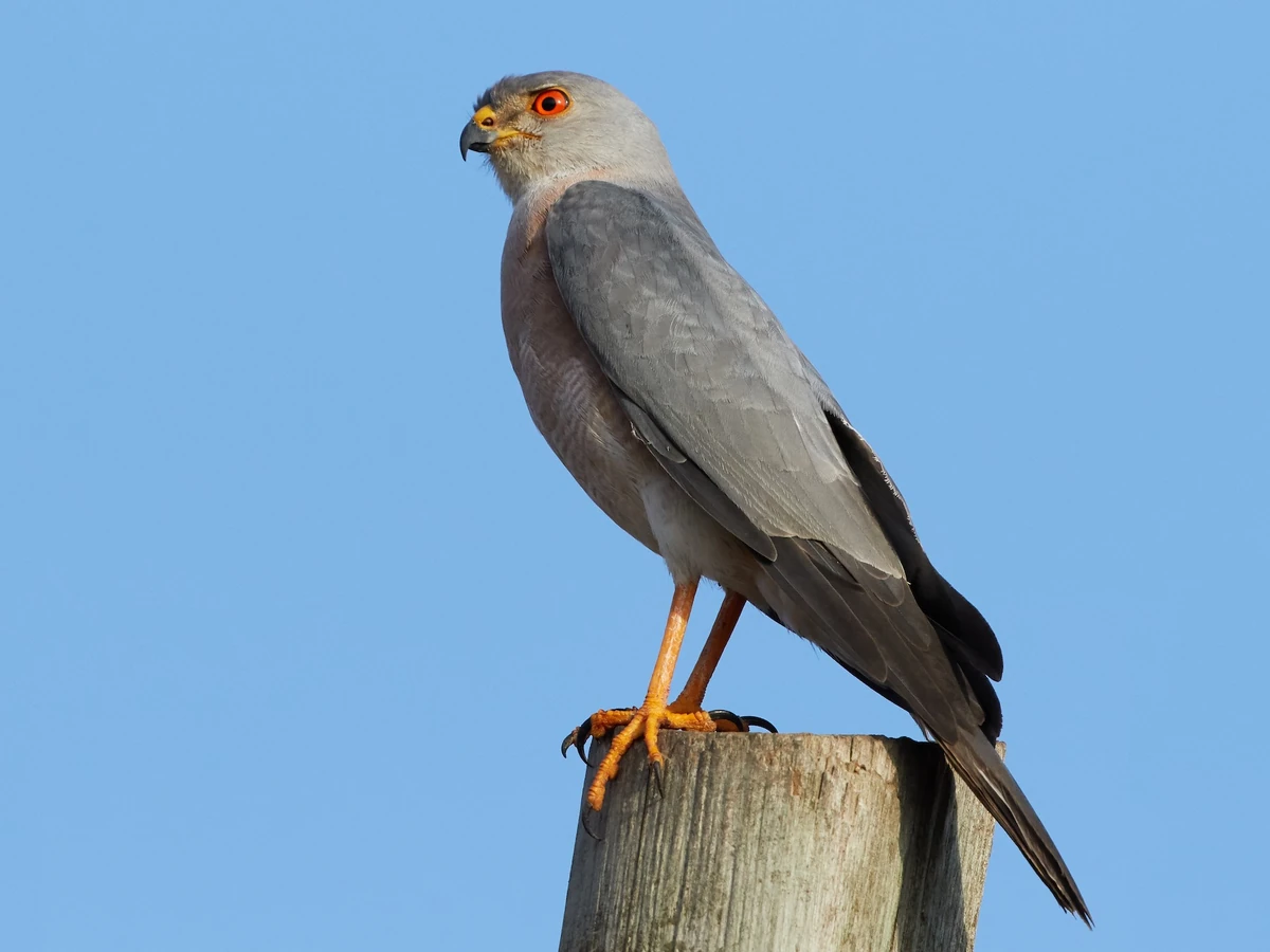 Shikra | NatureRules1 Wiki | Fandom
