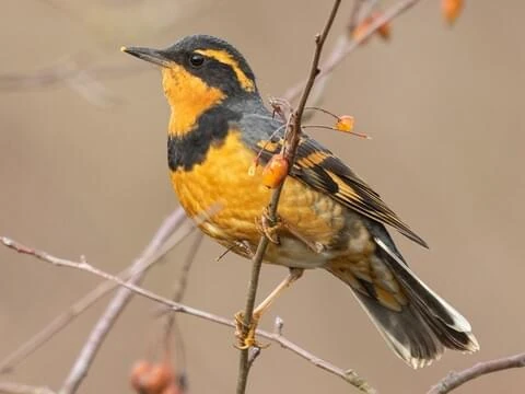 Varied Thrush | NatureRules1 Wiki | Fandom