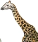 Giraffe | NatureRules1 Wiki | Fandom