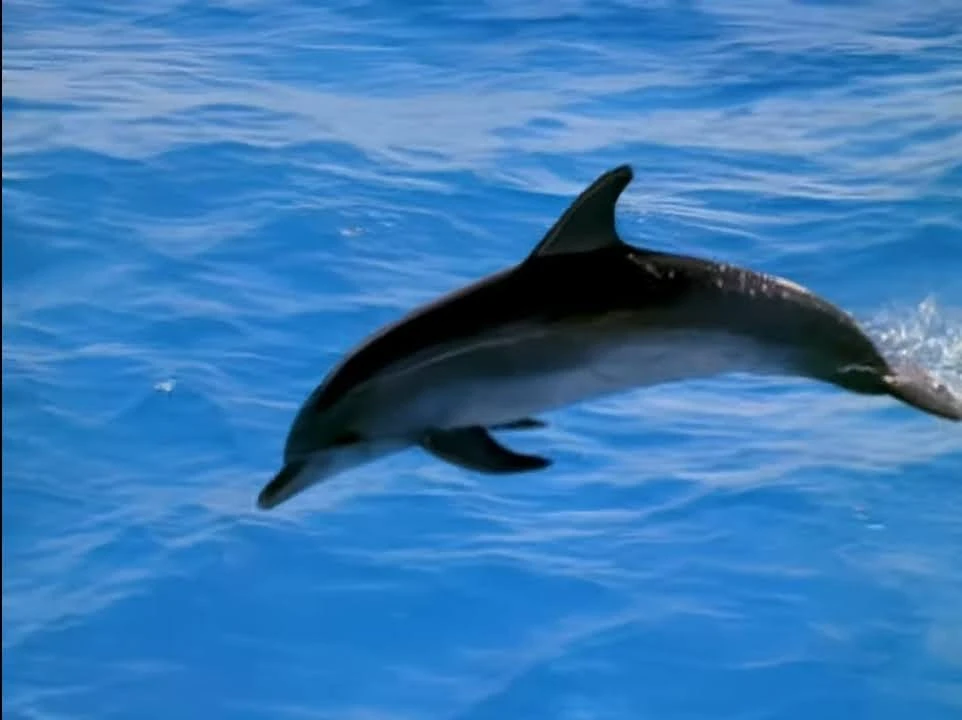 Dolphin Explorations | NatureRules1 Wiki | Fandom