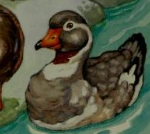 Fuegian Steamer Duck | NatureRules1 Wiki | Fandom